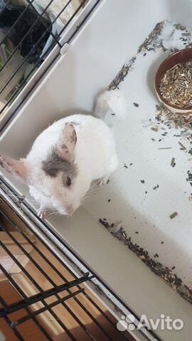 Отдам шиншил мальчика и девочку со всеми принадлеж