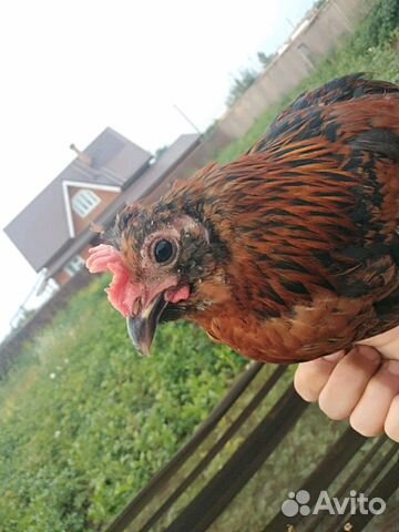 Карликовый петушок брама