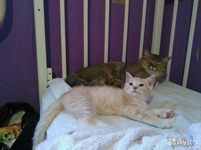 Котенок метис британца