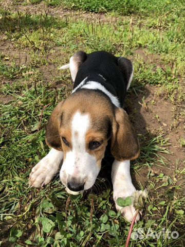 Щенки русской пегой гончей