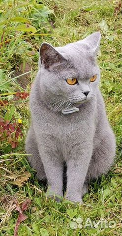 Кошечка Пеппа