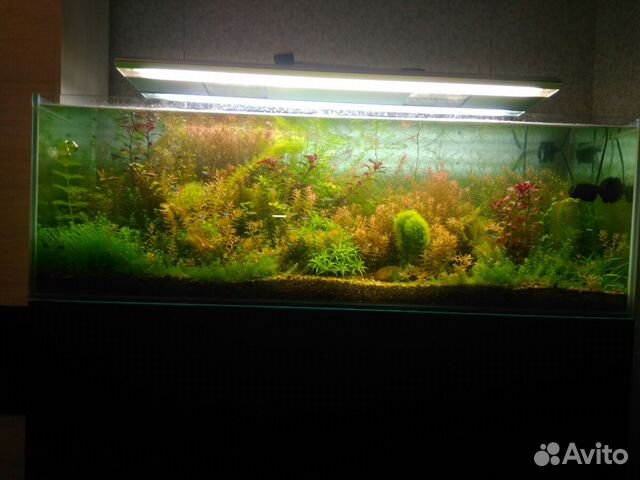 Прополка, аквариумные растения