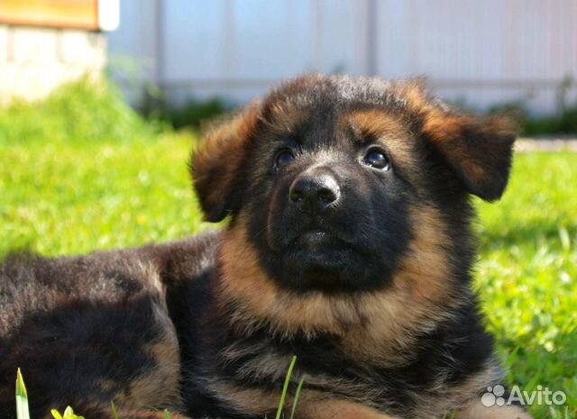 Восхитительная сука д/ш(щенок), 2 мес, РКФ