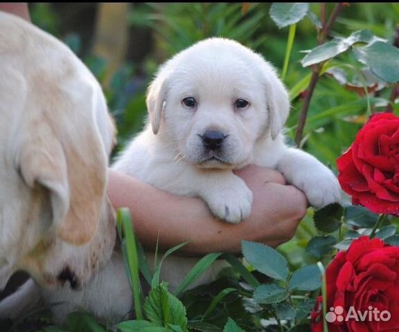 Щенки лабрадора 1,5 месяца