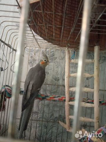 Попугай "карел" девочка