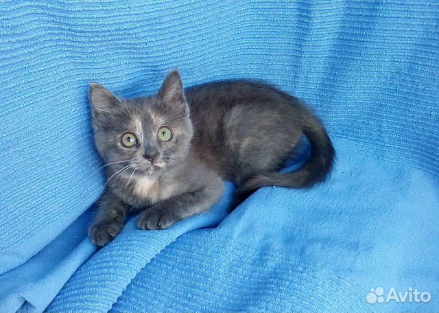 Котёнок Муся 5 мес. в добрые руки