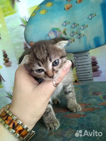 Веслоухие котята