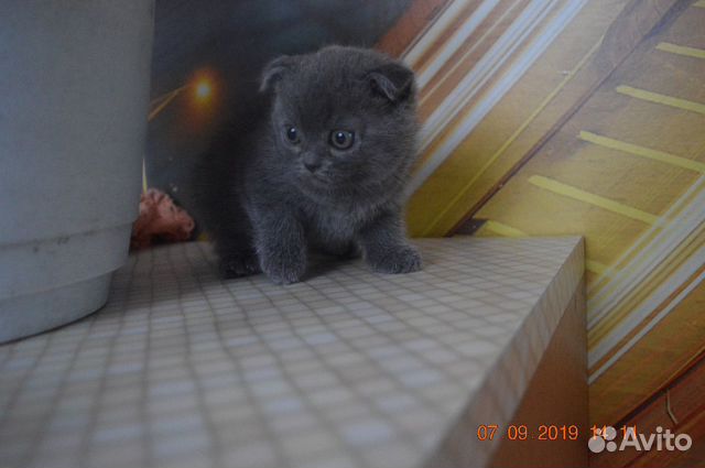 Шотландские котята
