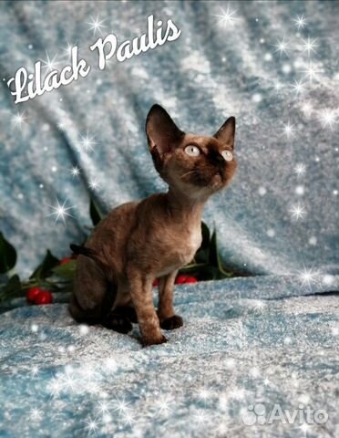 Бриллиантовый глаз