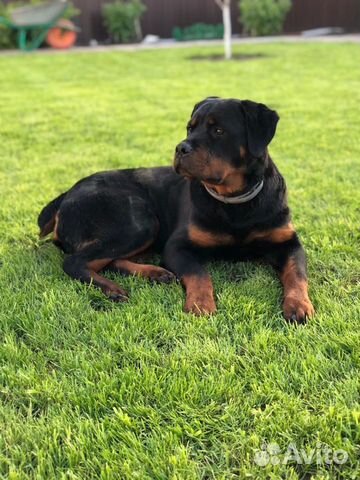 Отдадим в хорошие руки девочку ротвейлер 8 месяцев