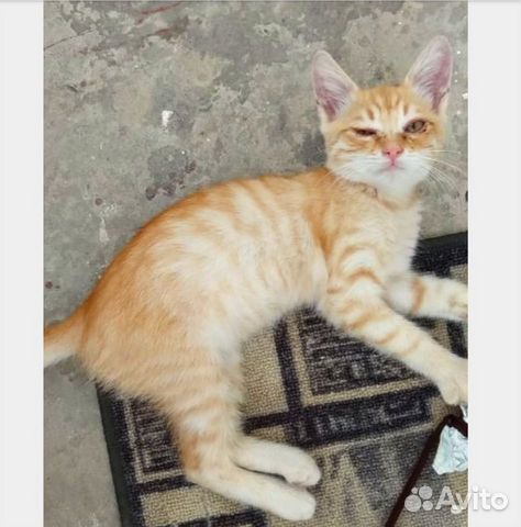 Спасите Рыжика