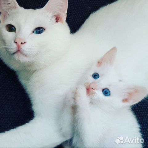 Отдам в хорошие руки