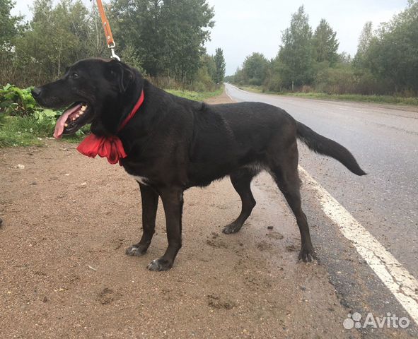 Любительница обниматься