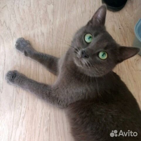 Зеленоглазая кошка Лайма в добрые руки