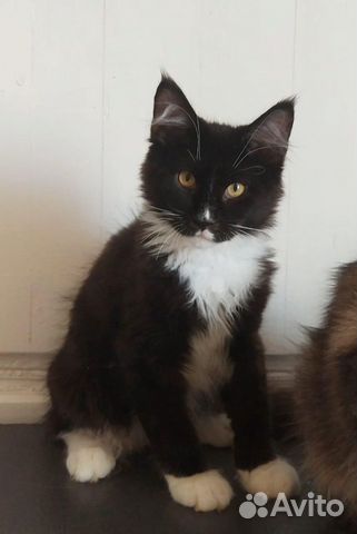 Продам котёнка мейн-кун