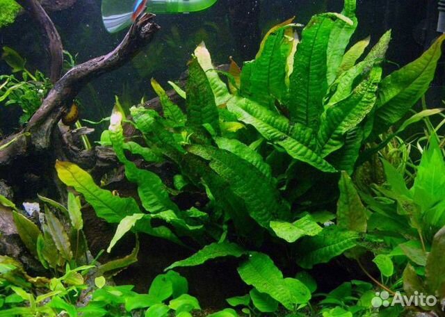 Аквариумные растения