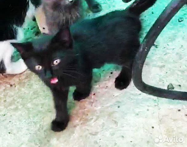 Маленький пантер ищет дом