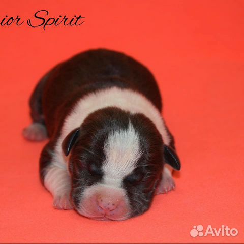 Стаффодетки