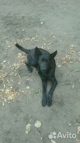 Собака, щенок