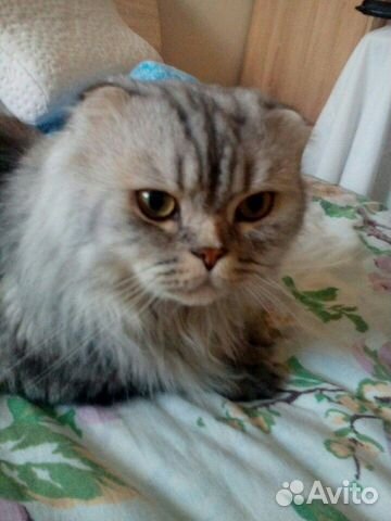 Скоттишь фолд шотландский кот на вязку