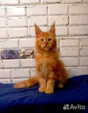 Котик мейн кун Харлей