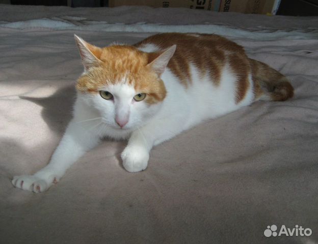 Кот Марик