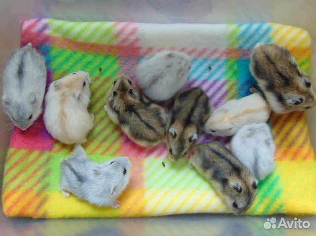 Сирийские, джунгарские хомяки, клетки