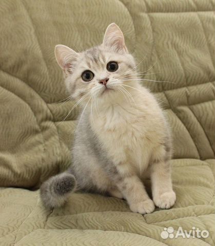 Голубое золото - британский котенок