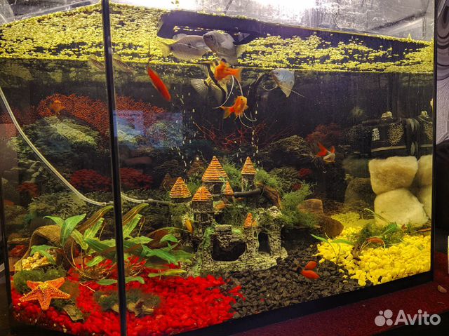 Продам рыб меченосцы, кокос с цеолитом