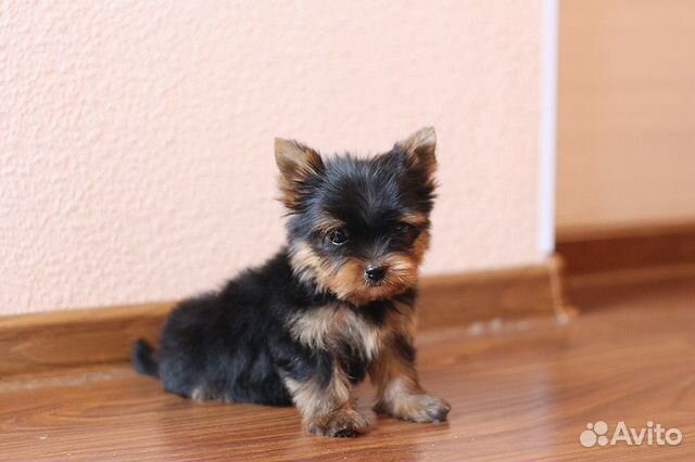 Мальчишечка йорк