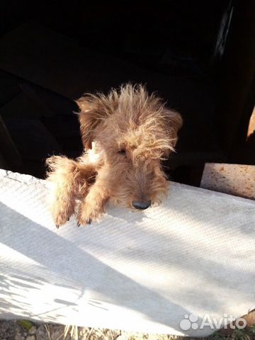 Собака породы Вельштерьер