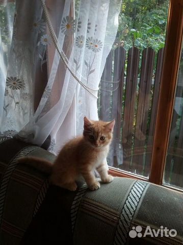 Отдадим рыжего котёнка (мальчика) в хорошие руки