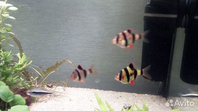 Продам барбусов