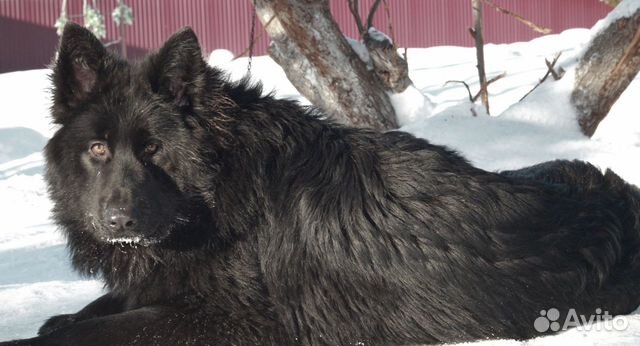 Черные И чепрачные - длинники