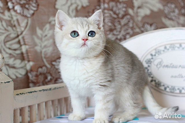 Мальчик окрас голубое золото с изумрудными глазами