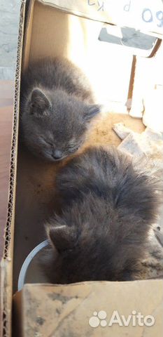 Котята бесплатно