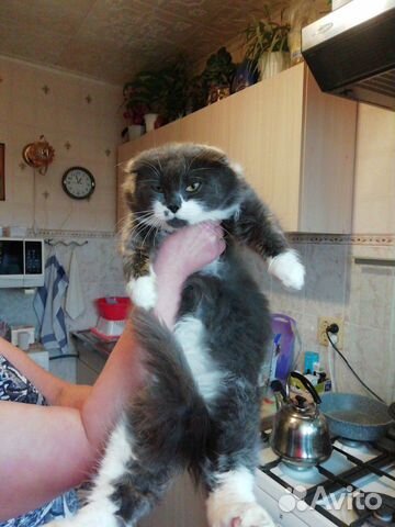 Предлагается мальчик для вязки