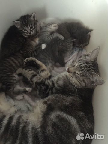 Котята в добрые руки