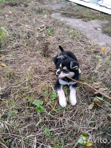 Помогите щеночку найти дом