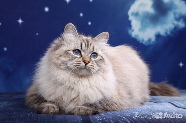 Невская маскарадная кошка ищет дом