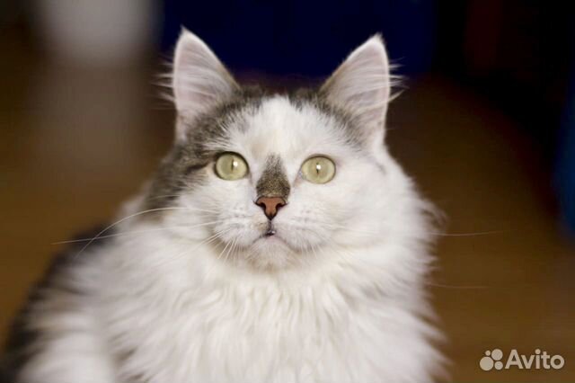 Ангорская Кошка Алиса