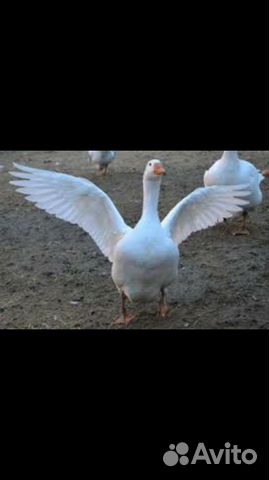 Гуси живьём на племя