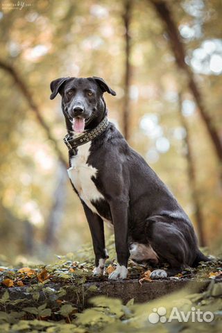 Мартин - замечательный человекоориентированный пес