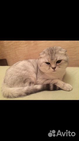 Ласковый шотландский вислоухий котик для вязки