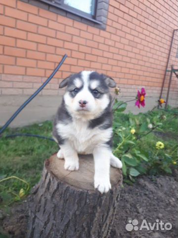 Щенята девочки