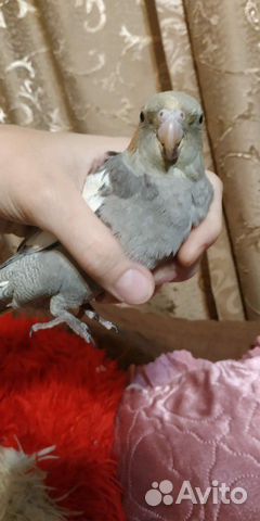 Попугай Карелла