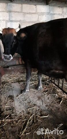 Корова глубокостельная