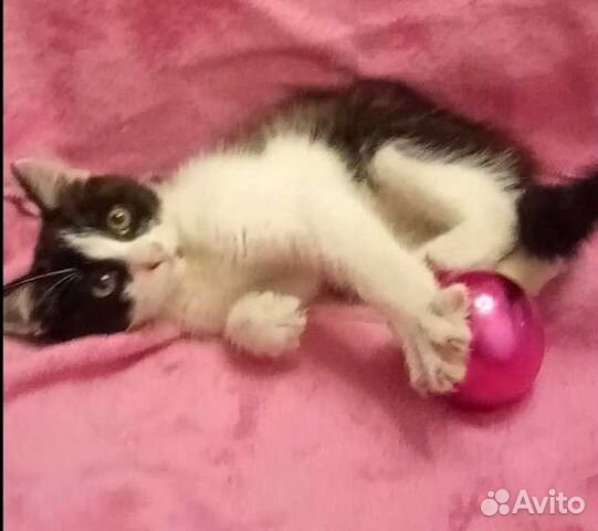 Котенок - мальчик в добрые руки