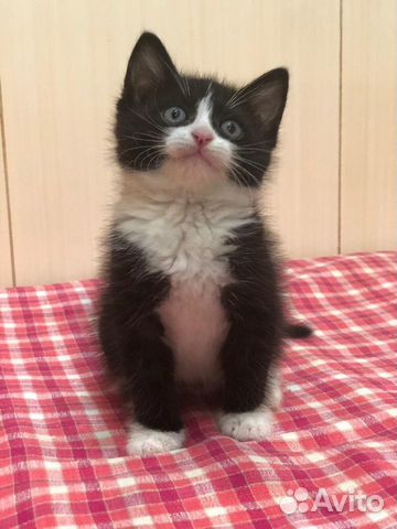 Котенок мальчик 2 мес