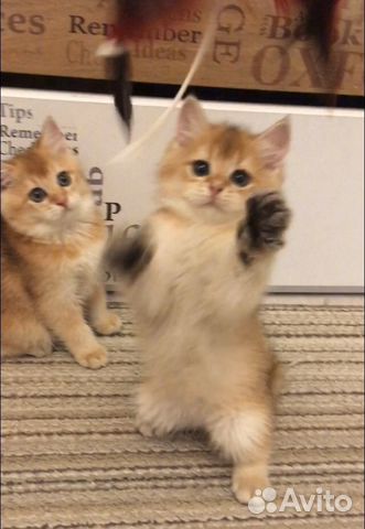 Мурчащие плюшки ny11 от Чемпионов